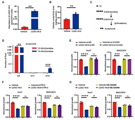Apsb项目文章 南方医科大学南方医院等团队发现乙肝患者抵抗肝癌的“隐形盾牌”——长链酰基肉碱 公司新闻 上海中科新生命生物科技有限公司