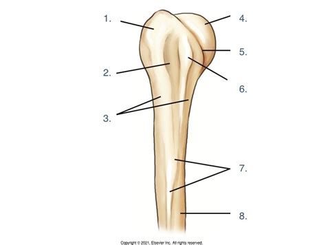 Proximal Humerus Diagram Quizlet