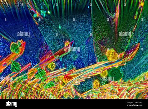 The Image Presents Crystallized Mixture Of Urea And Resorcinol