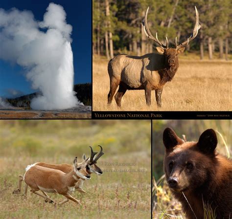 From One Of My Favorite Photographers Mr Ron Reznick Yellowstone National Park Wildlife