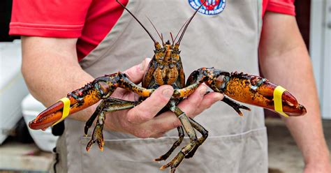 What is the Best Size Lobster to Eat? Your Ultimate Lobster Size Buying Guide - Pine Tree Seafood