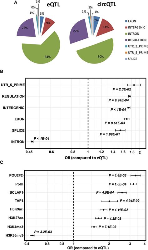 Identification Of Human Genetic Variants Controlling Circular Rna Expression