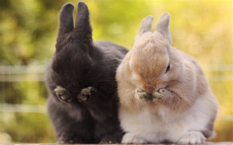 Cute Bunny Pictures Wallpaper 2560x1600 58309