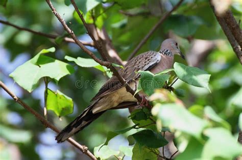 javanese turtle dove on the tree stock image image of twig jungle