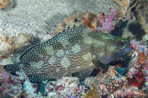 Epinephelus