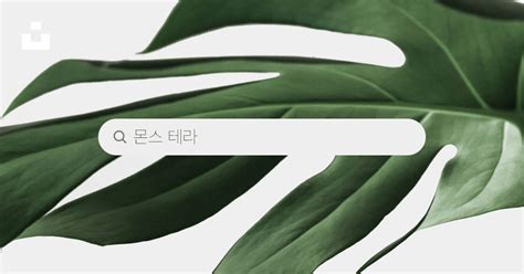 500 몬스테라 사진 Unsplash에서 무료 이미지 다운로드