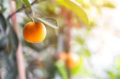 Buah Jeruk Jeruk Tumbuh Di Pohon Jeruk Kecil Jeruk Aurantium Corrugato
