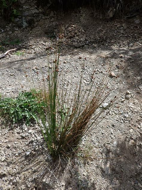 Juncus Filicaulis From Manawatu District Manawatu Wanganui New