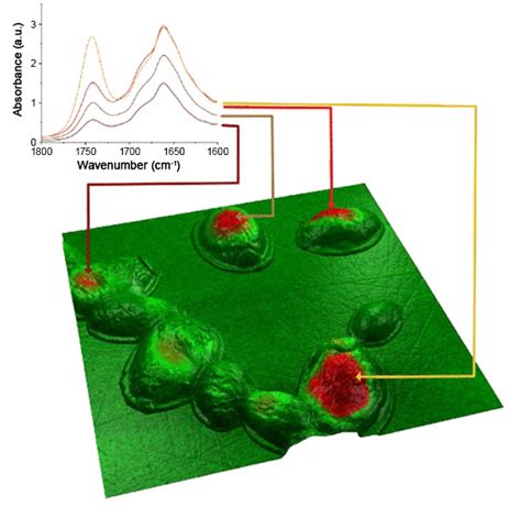 Afm Ir Technology And Applications In Nanoscale Infrared Spectroscopy And Chemical Imaging Bruker