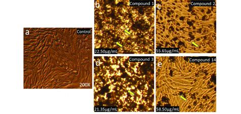 Cell Morphology Of Hct 116 Cells After 48 H Exposure Of Compounds 1 2