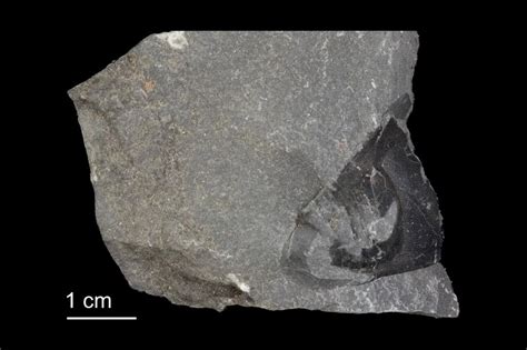 Dipleura Dekayi · Devonian Atlas Of Ancient Life