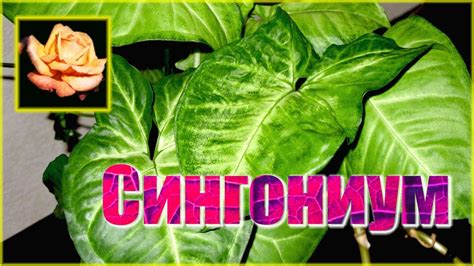 Сингониум.Уход и размножение. Комнатные растения. - YouTube