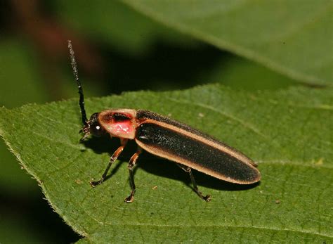 Lightning Bug Wallpaper Wallpapersafari