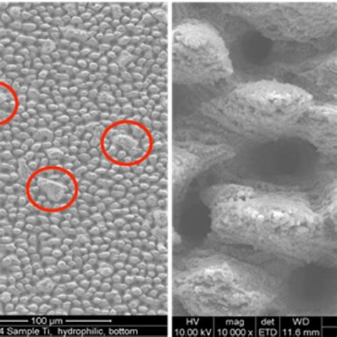 the formation of heterogeneous hierarchical structures a few circled