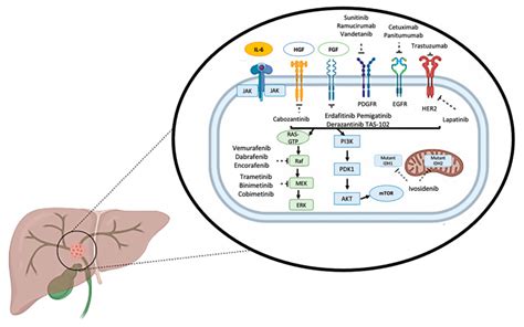 Intrahepatic Cholangiocarcinoma A Summative Review Of Biomarkers And