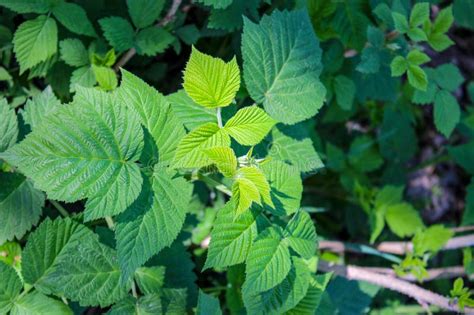 Young Green Leaves Of Raspberry Plants Natural Green Background Stock Image Image Of Garden