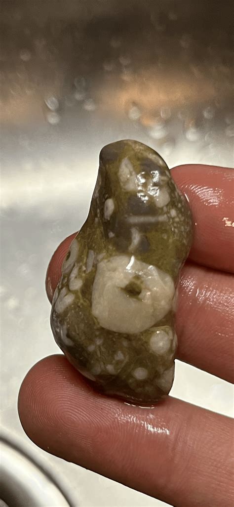 Are These Crinoid Fossils Rfossils