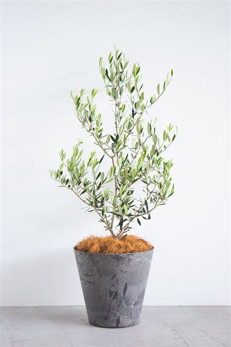 玄関におすすめの観葉植物！選び方や風水効果を解説 ｜ 花言葉・誕生花｜hanaprime（ハナプライム）