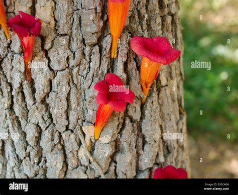 Close View On The Side Of A Tree Bark In Sunlight Trumpet Vines