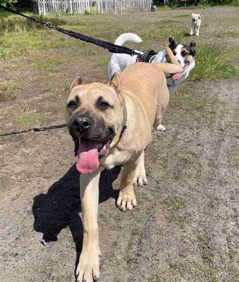 Toro 1 2 Year Old Male Cross Breed Available For Adoption