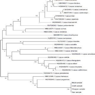 Multiple Sequence Alignment Download Scientific Diagram