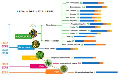 Complex Molecular Evolution And Expression Of Expansin Gene Families In