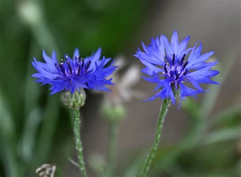 박수현의 꽃 꽃잎이 섬세하고 예뻐