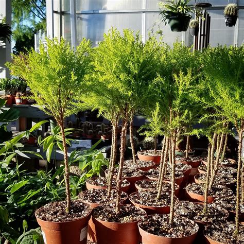 Lemon Cypress Bonsai A Refreshing Twist On A Classic Bonsai Tree