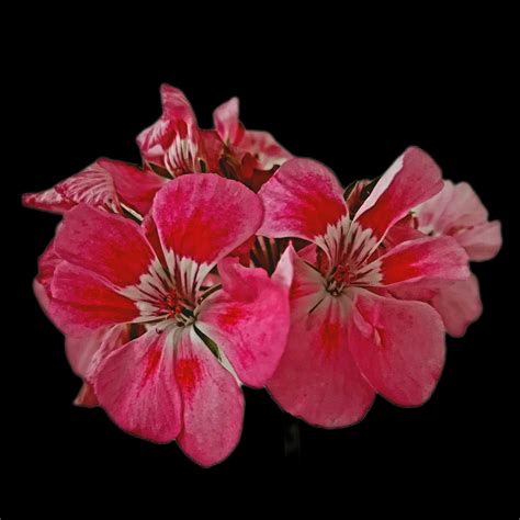 Bunga Merah Muda Cantik Salon Foto Gratis Di Pixabay Pixabay