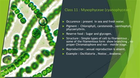 Fritsch Classification Of Microalgae Pptx