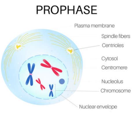 Cell Cycle Metosis Bioexam 2 Flashcards Quizlet
