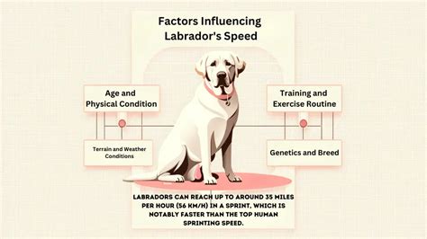 How Fast Can A Labrador Run LabraJoy