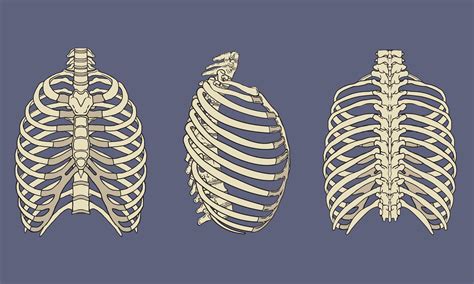 Human Rib Cage Skeletal Anatomy Pack 1166078 Vector Art At Vecteezy