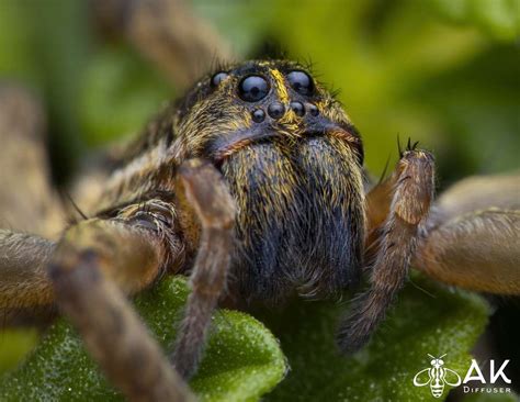 Ak Gallery Ak Diffuser