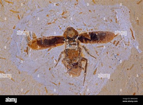 Fossil Cockroach Blattodea Santana Formation Brazil Early