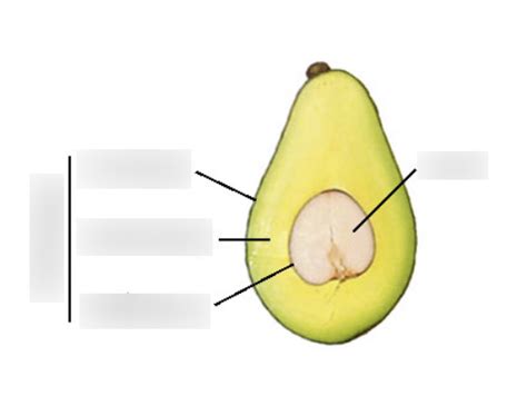 Diagram Of Lecture Plant Sex The Seed Quizlet