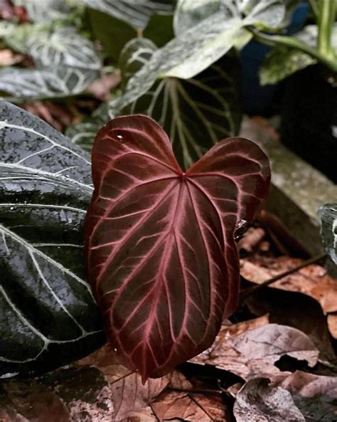 NSE Red Crystal x King of Spades HU : r/RareHouseplants