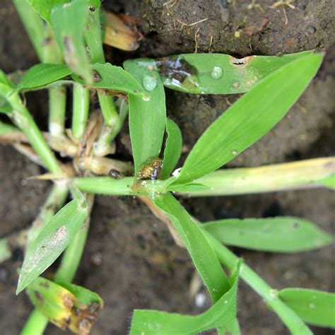 Kill Crab Grass Archives Old World Garden Farms