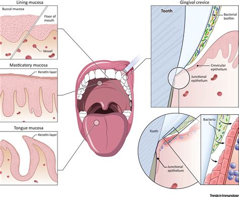 Tissue Specific Immunity At The Oral Mucosal Barrier Trends In Immunology