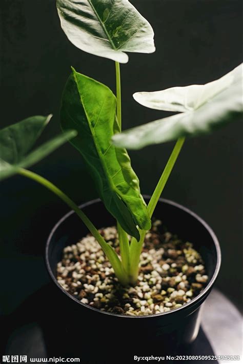 海芋摄影图 花草 生物世界 摄影图库 昵图网