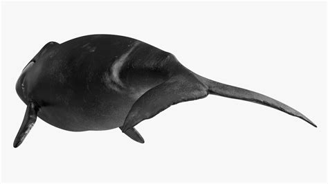 100 Bowhead Whale Wallpapers