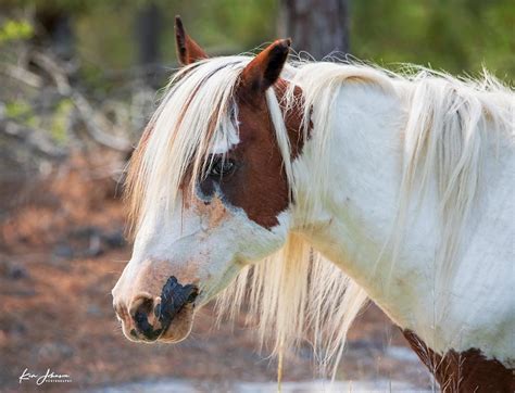 Bodacious Bob Album On Imgur