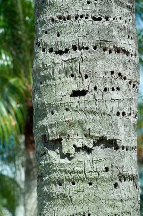 Bark Of Palm Tree With Insect Holes Stock Image Image Of Palm Front 291516179