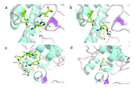3d Structures Of Wild Type And Mutant Insr Proteins Of The Patients A