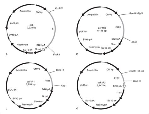 Schematic Presentation Of Four Eukaryotic Expressed Vectors Pce A