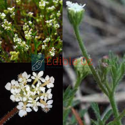 Dwarf Native Parsnip Trachymene Pilosa Wild Parsnip Seeds Edible Oz