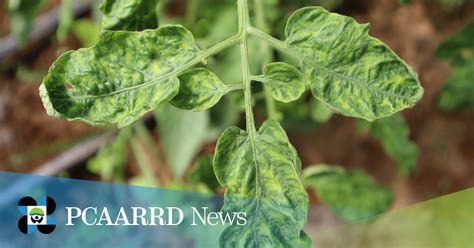 Optimized Lamp Technology For Reliable Rapid Detection Of Tomato Yellow Leaf Curl Virus Underway