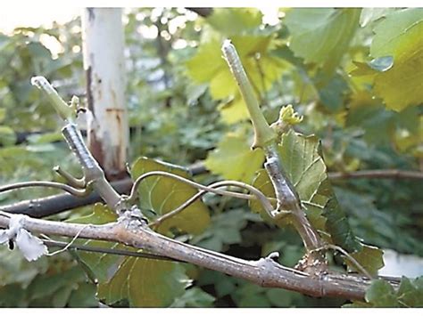 Резитбата на асма се научава лесно Български Фермер