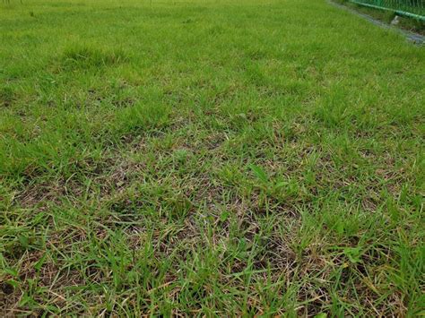 성묘 산소 벌초 잔디 씨앗 가꾸기 파종시기 파종방법 뿌리기 대용량 네이버 블로그