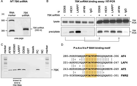 Figure 3 From Ddx6 Transfers P Tefb Kinase To The Af4 Af4n Aff1 Super Elongation Complex